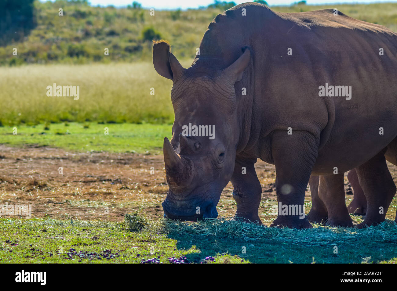 Artistic photo of a, endangered male bull white Rhinoceros in a nature ...
