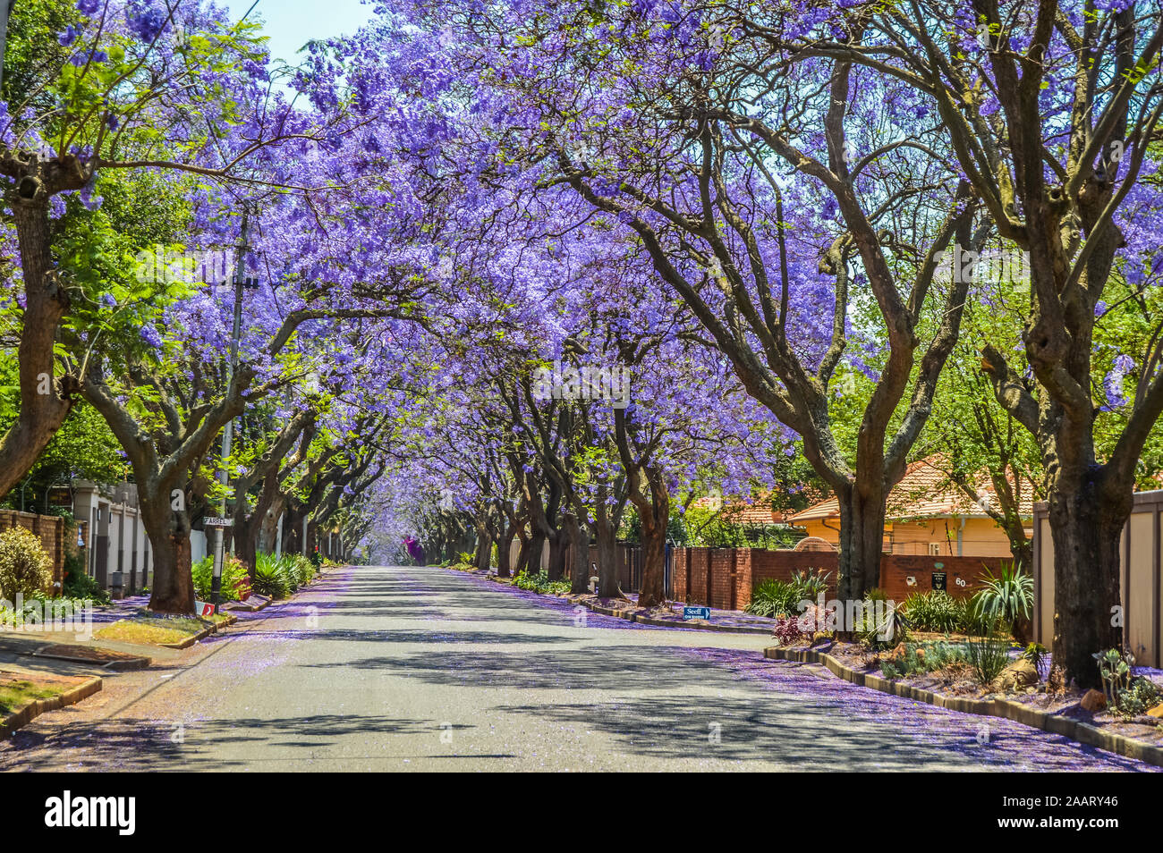 Purple blue Jacaranda mimosifolia bloom in Johannesburg street during ...