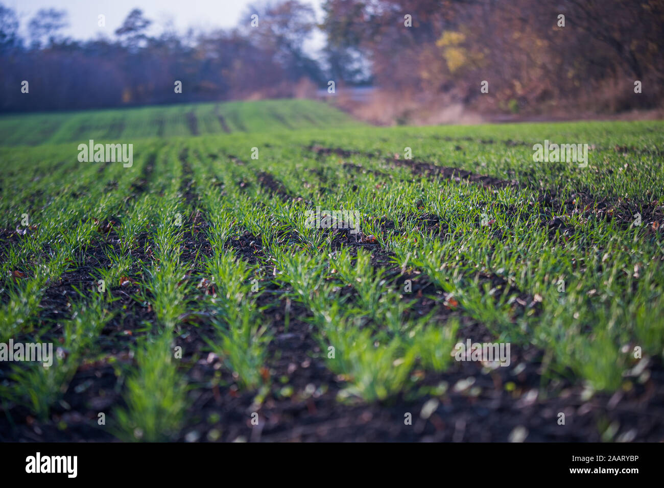 Young fresh buckwheat crop sprouts hi-res stock photography and images ...