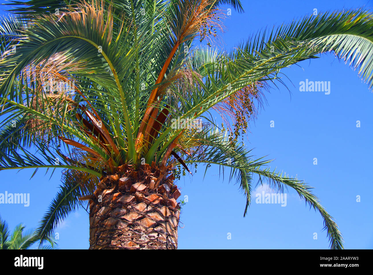 Tropical palm tree Stock Photo - Alamy