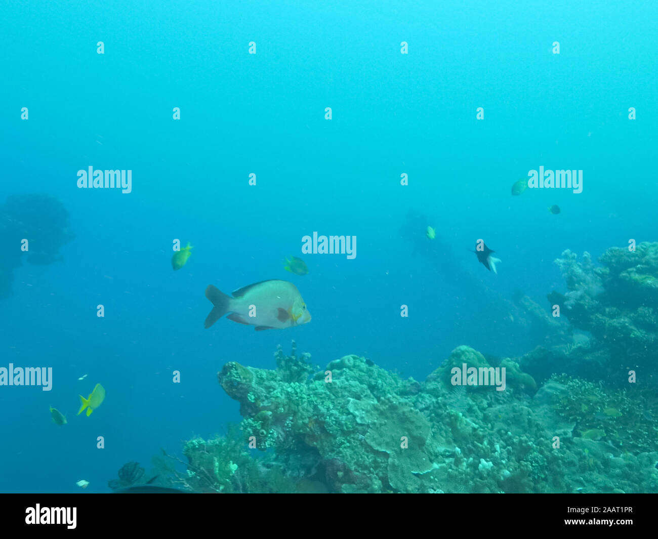 Humpback red snapper hi-res stock photography and images - Alamy