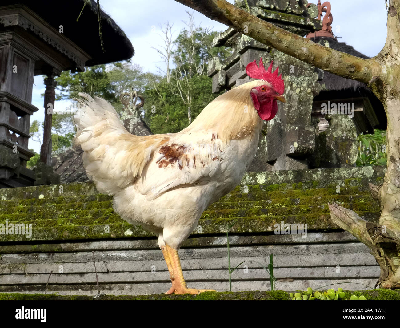 rooster standing on a wall of bedugul village in bali Stock Photo - Alamy