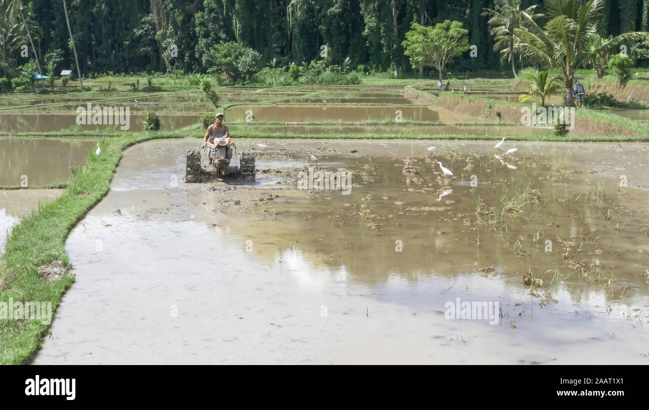 Preparing a rice paddy hi-res stock photography and images - Alamy