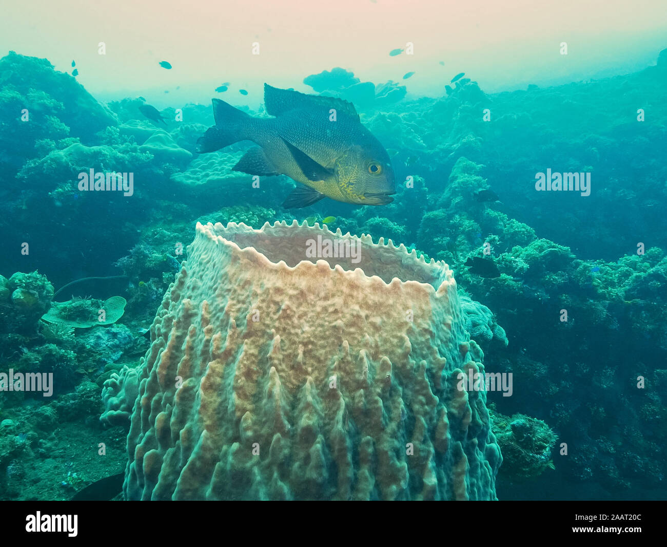 midnight snapper and barrel sponge at the wreck of the liberty in ...