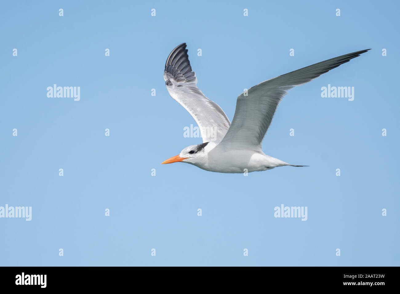 Royal tern feeding hi-res stock photography and images - Alamy