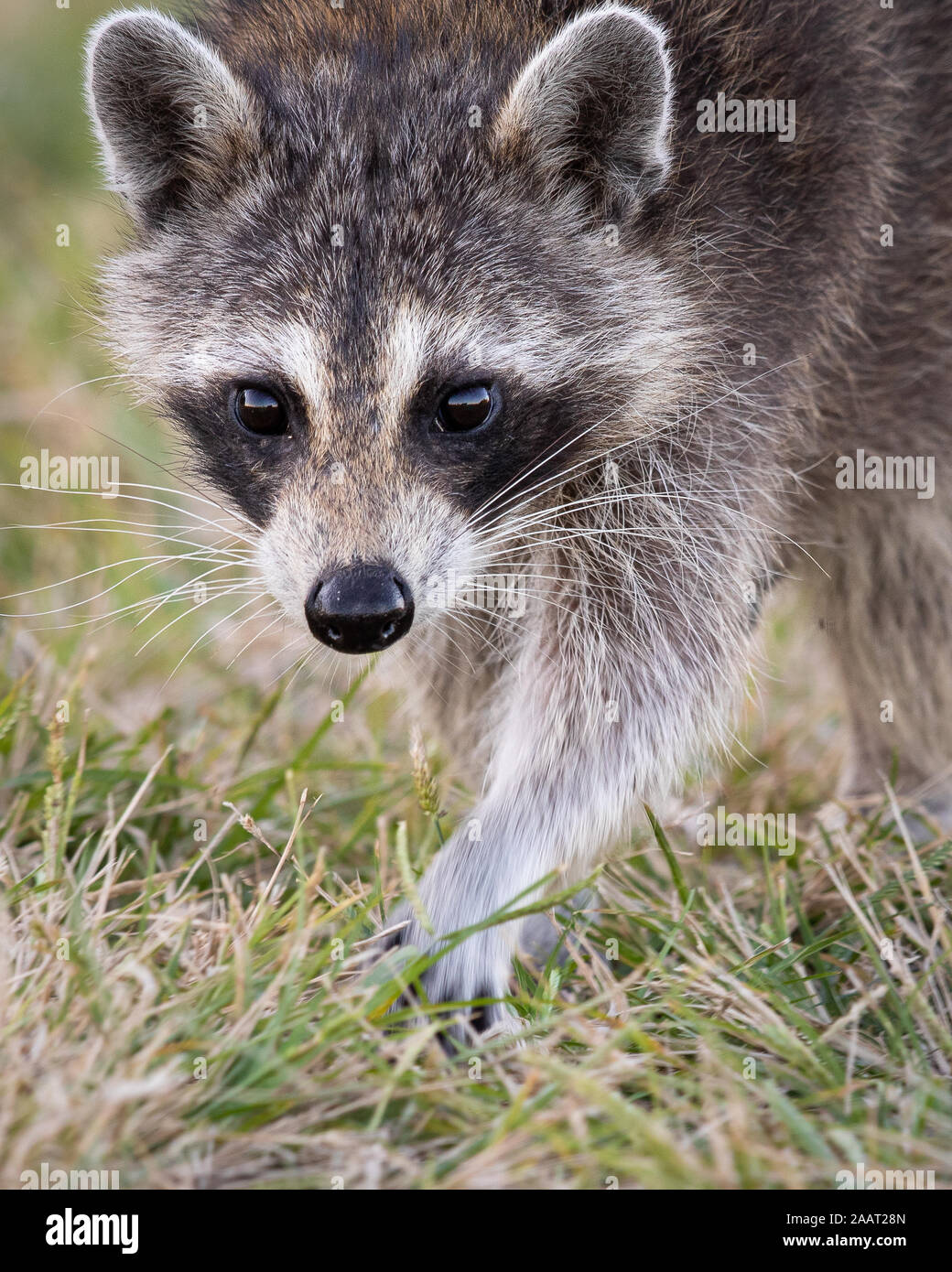 Common raccoon hi-res stock photography and images - Alamy