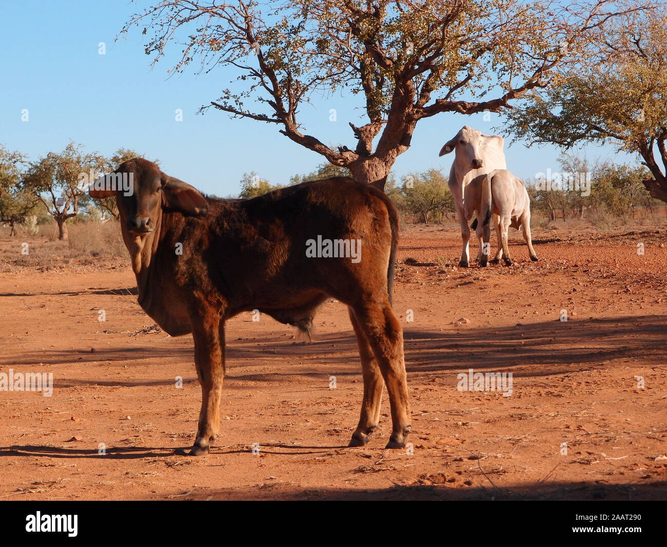 Brahman breed of cattle hi-res stock photography and images - Alamy