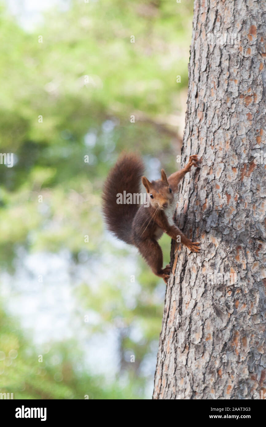 Red squirrel (Sciurus vulgaris) on the trunk of a pine in the forest in ...