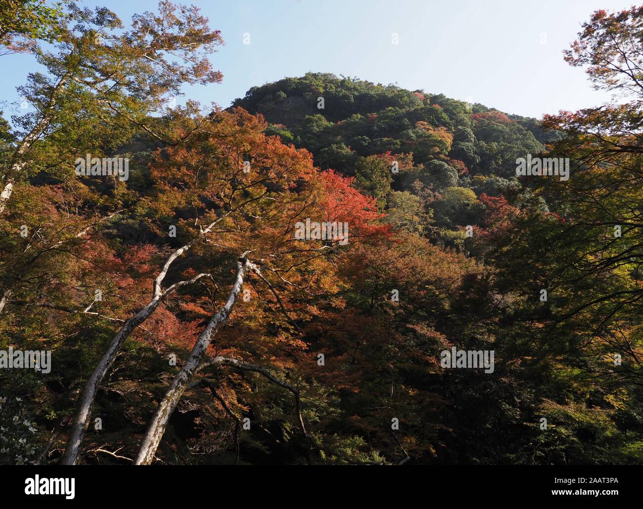 Fall foliage seen from a walking trail in Minoo Park in Osaka, Japan ...