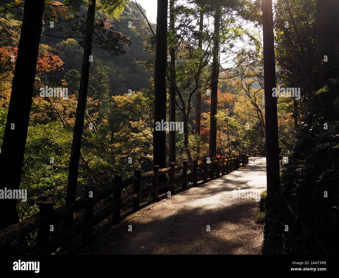 Fall foliage seen from a walking trail in Minoo Park in Osaka, Japan ...