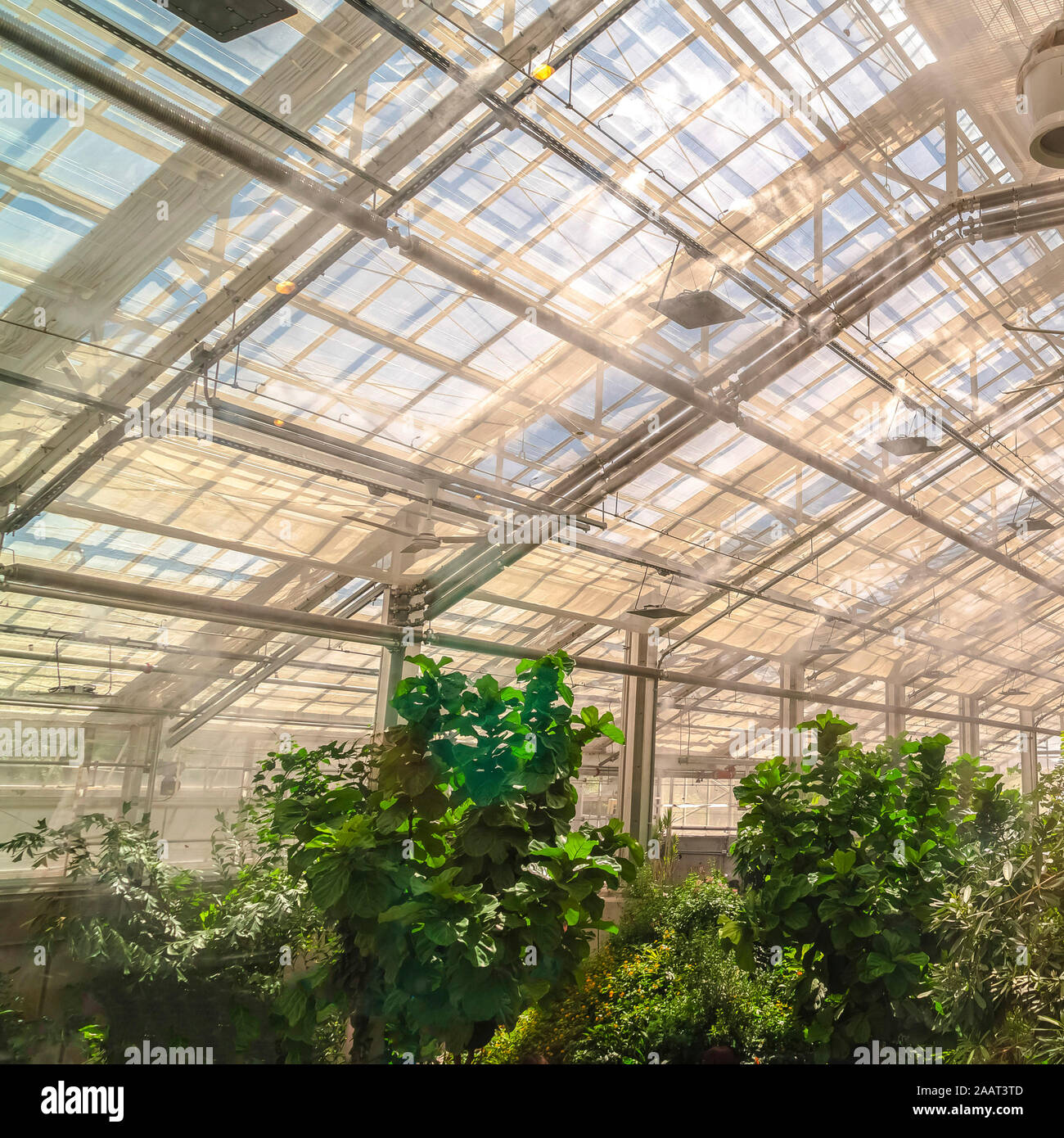 Square Framed Greenhouse