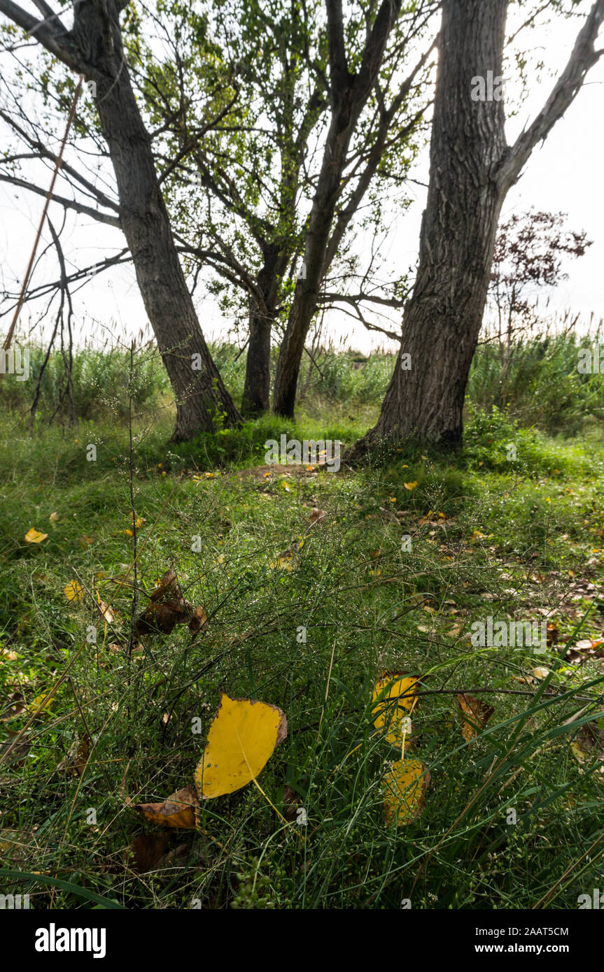 Big poplars hi-res stock photography and images - Alamy