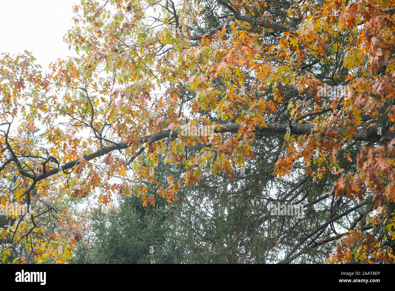 Colorful autumn tree leaves closeup - Image Stock Photo - Alamy