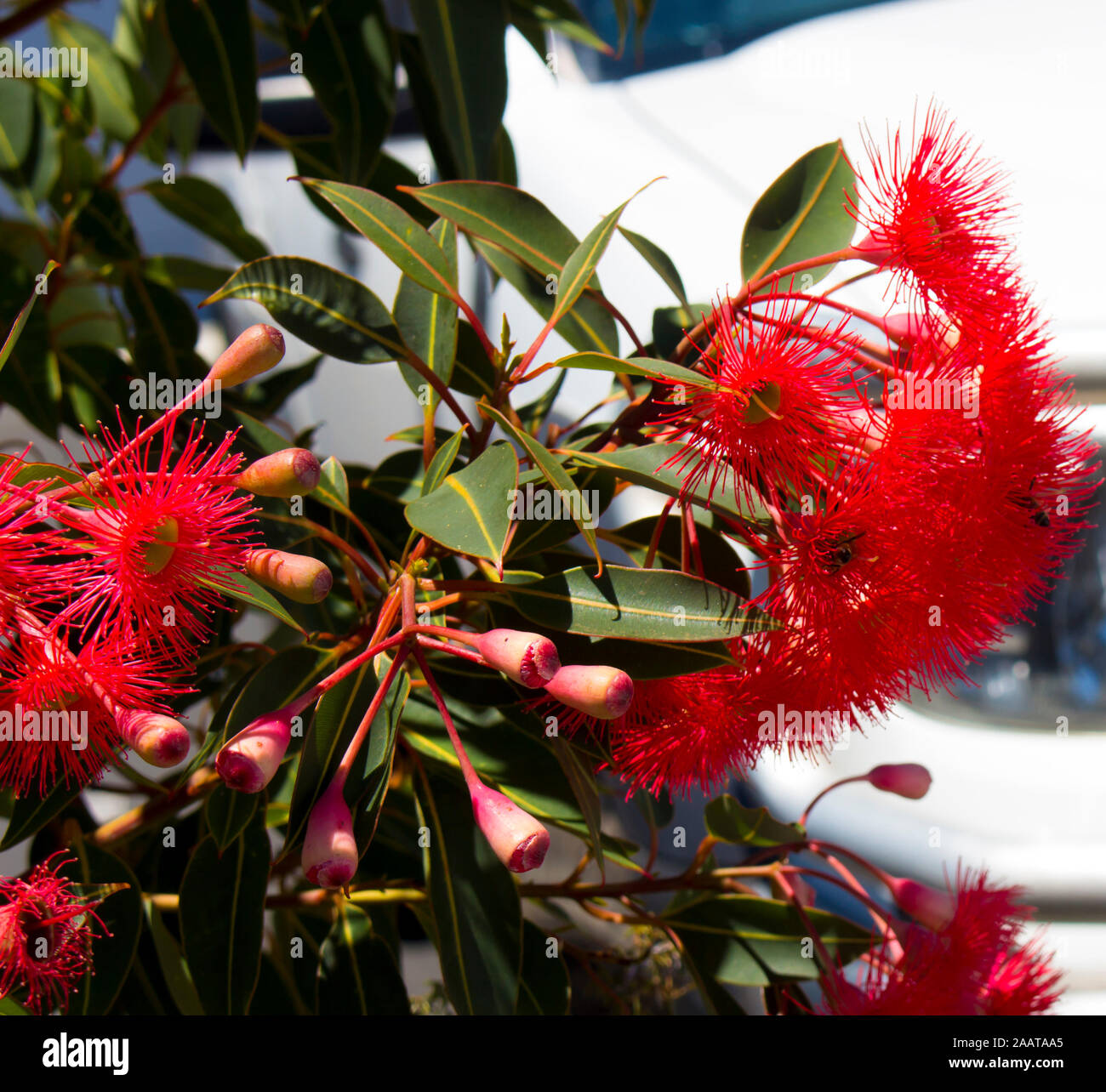 West australian flowering gum hi-res stock photography and images - Alamy