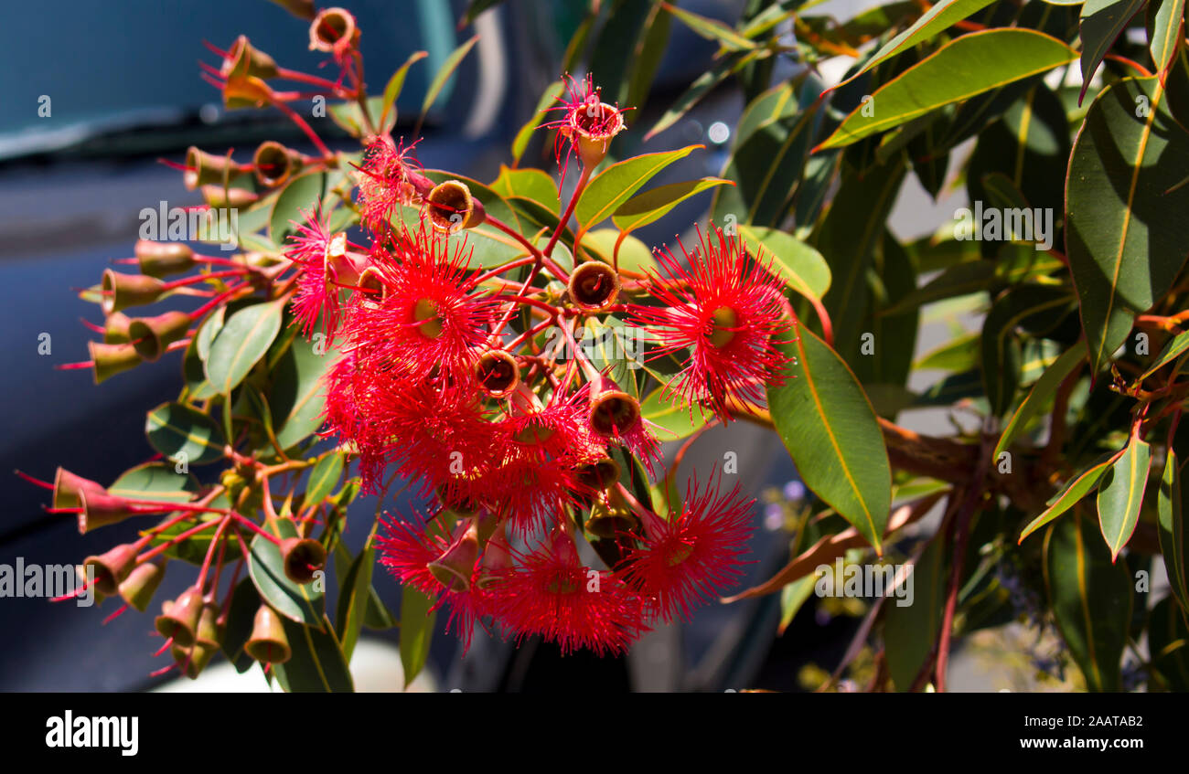 West australian flowering gum hi-res stock photography and images - Alamy