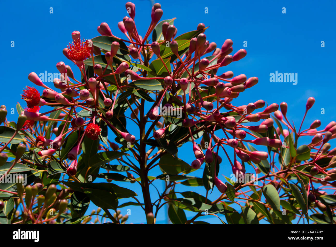 West australian flowering gum hi-res stock photography and images - Alamy