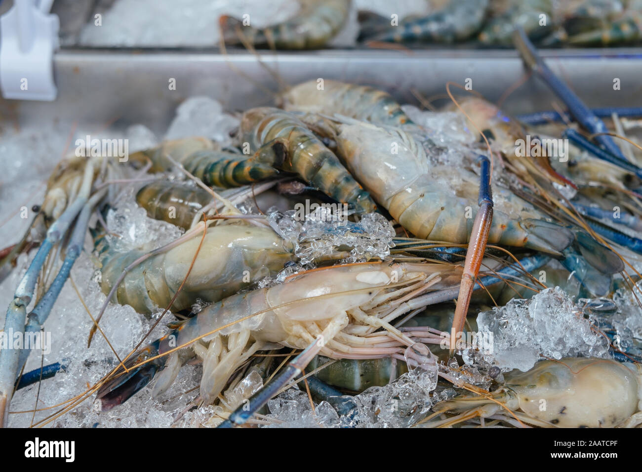 Giant freshwater prawn hi-res stock photography and images - Alamy