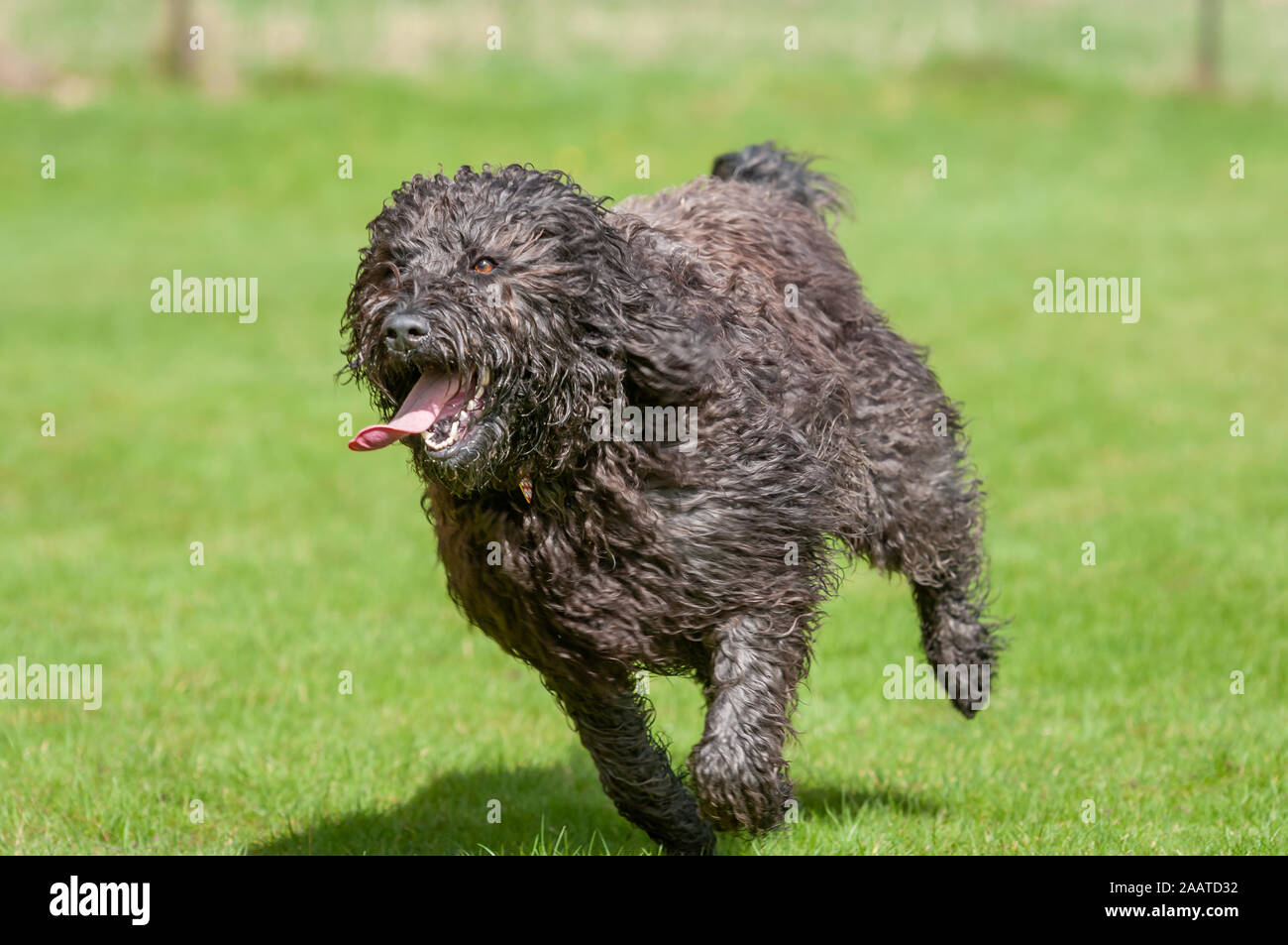 Happy black labradoodle dog running fast with its tongue hanging out ...
