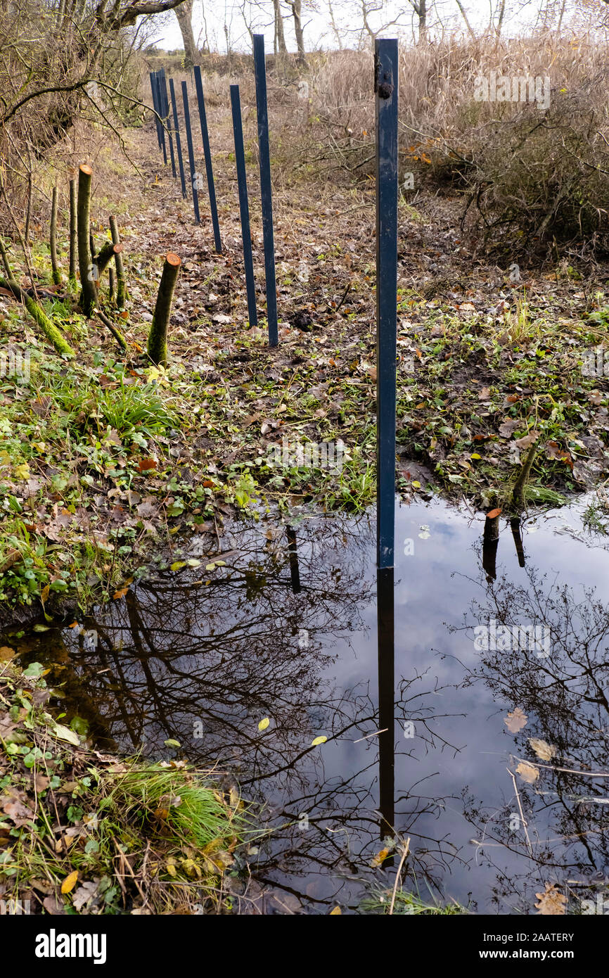 Flensburg, Germany. 22nd Nov, 2019. Fence posts are in the forest floor ...