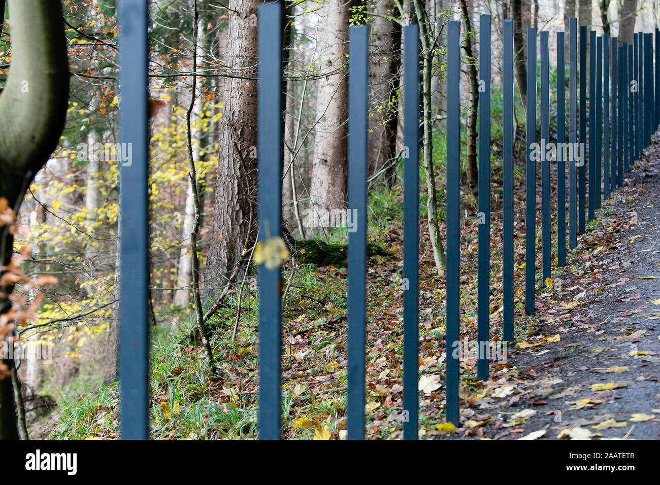 Flensburg, Germany. 22nd Nov, 2019. Fence posts are in the forest floor ...