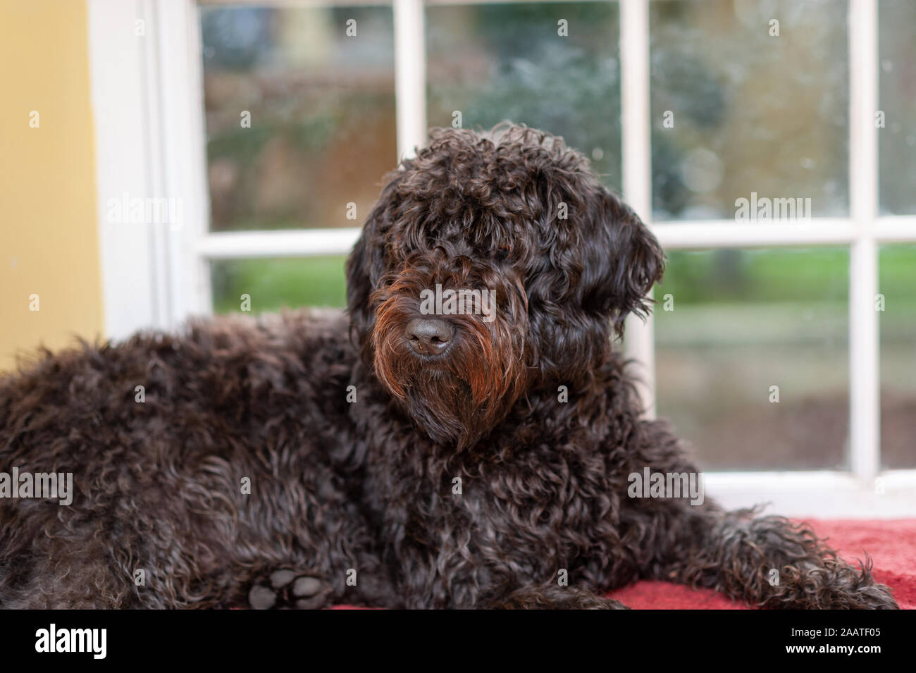 Brown labradoodle in front hi-res stock photography and images - Alamy