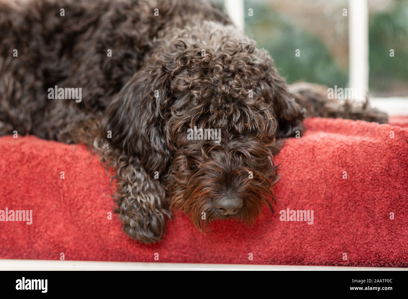 Labradoodle Black High Resolution Stock Photography and Images - Alamy