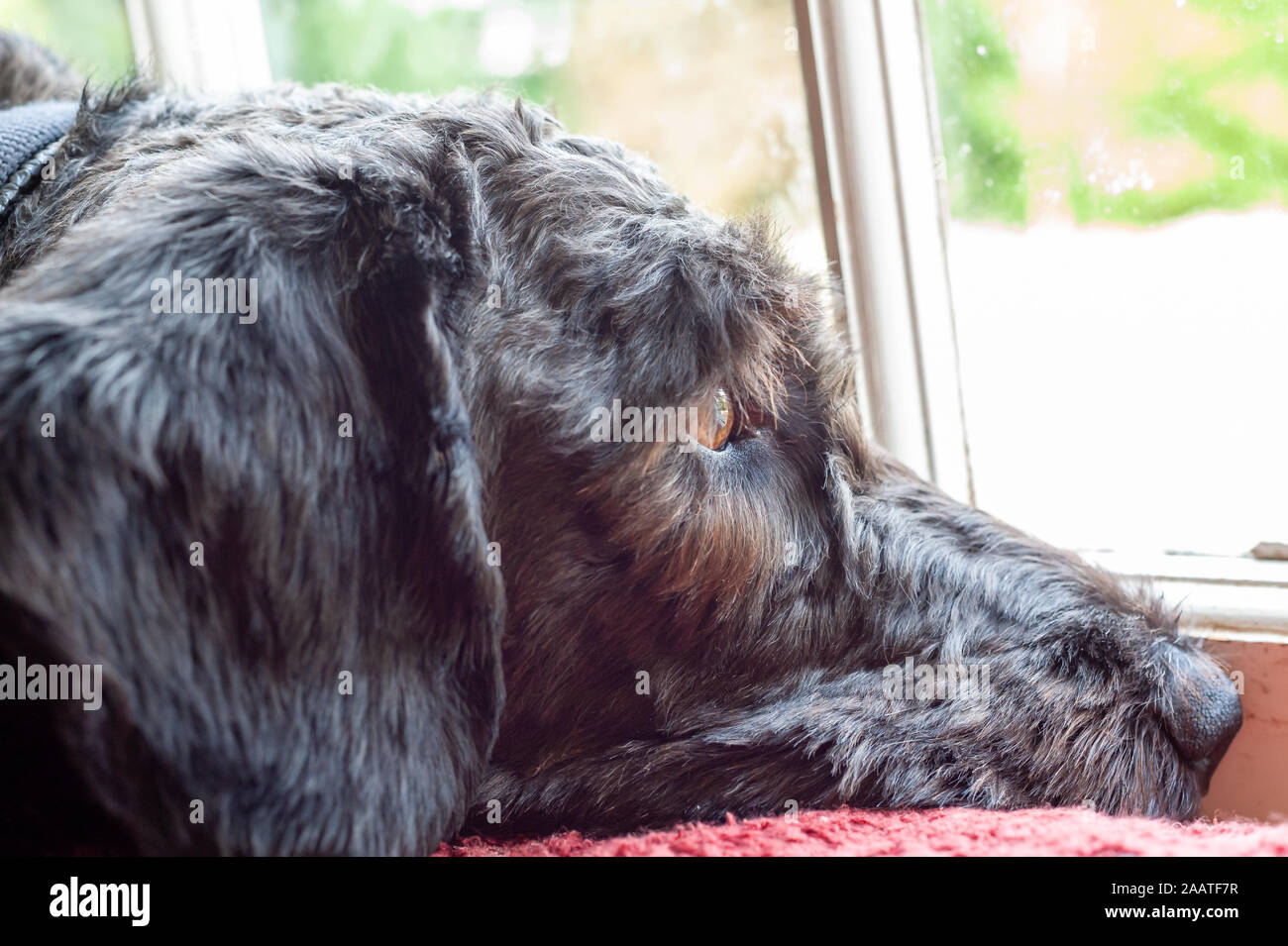 Close up labradoodle dogs head hi-res stock photography and images - Alamy