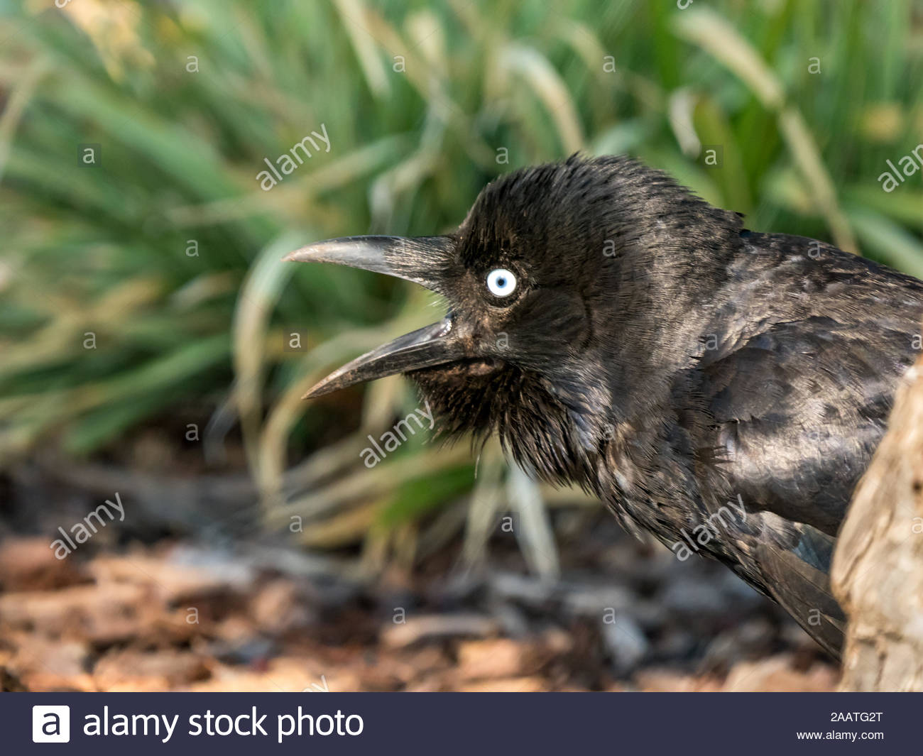 Crow Landing Stock Photos & Crow Landing Stock Images - Alamy