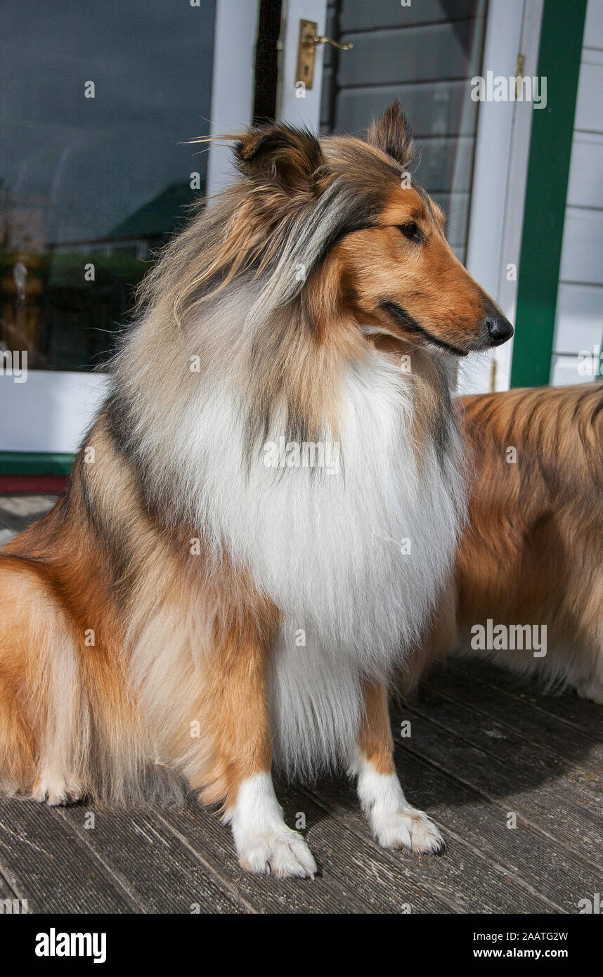 Stunning young pedigree female black and sable rough coated collie ...