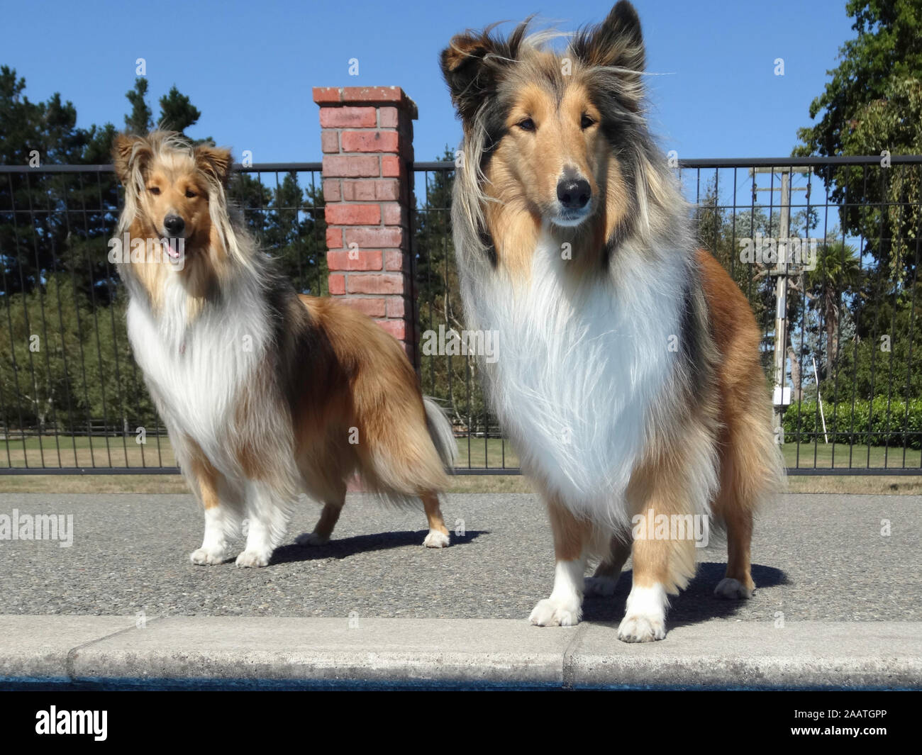 Two stunning young pedigree female black and sable rough coated collies ...