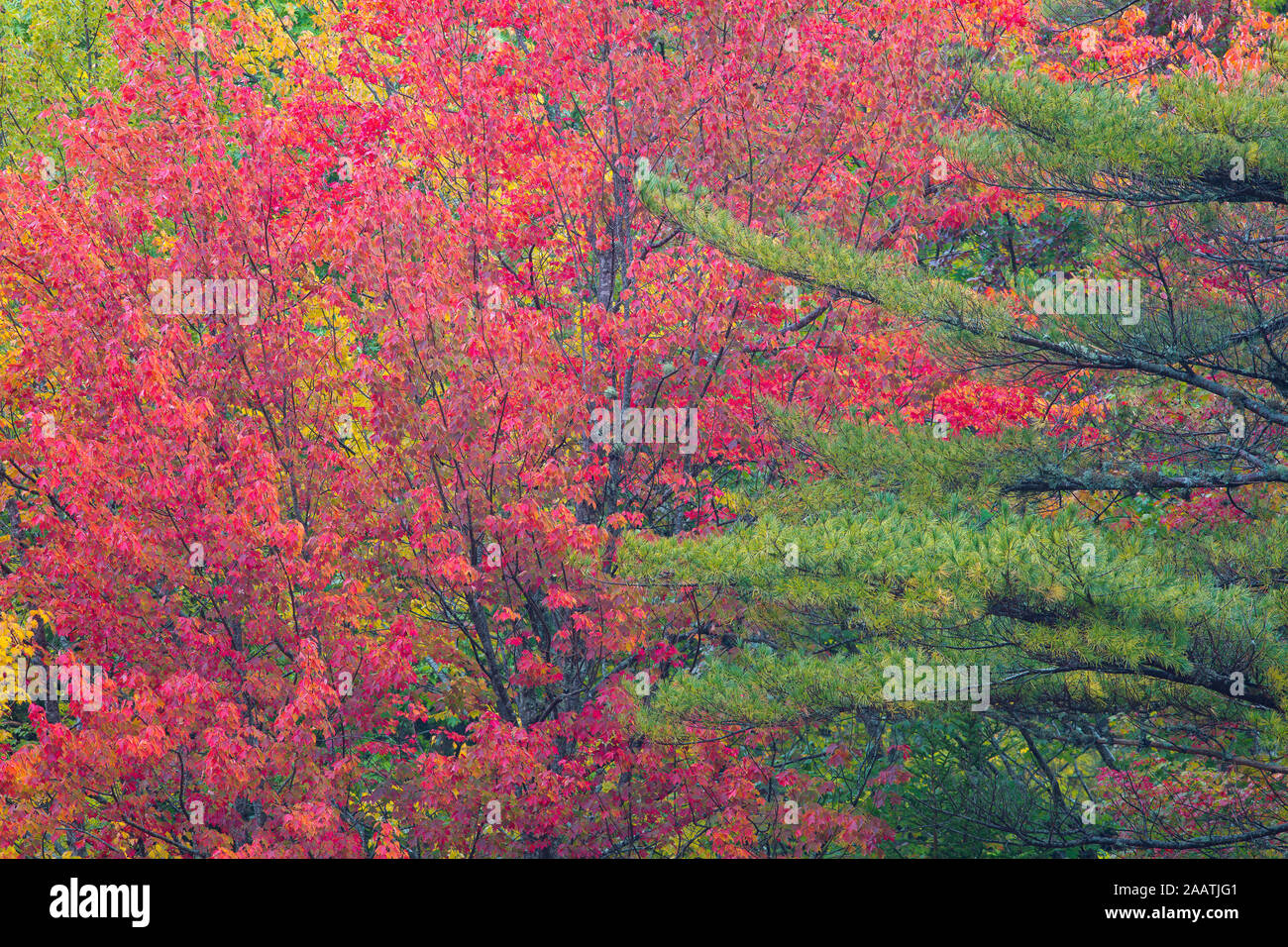 Red Pine and Maple Tree, Eagle Lake, Acadia National Park, Bar Harbor ...