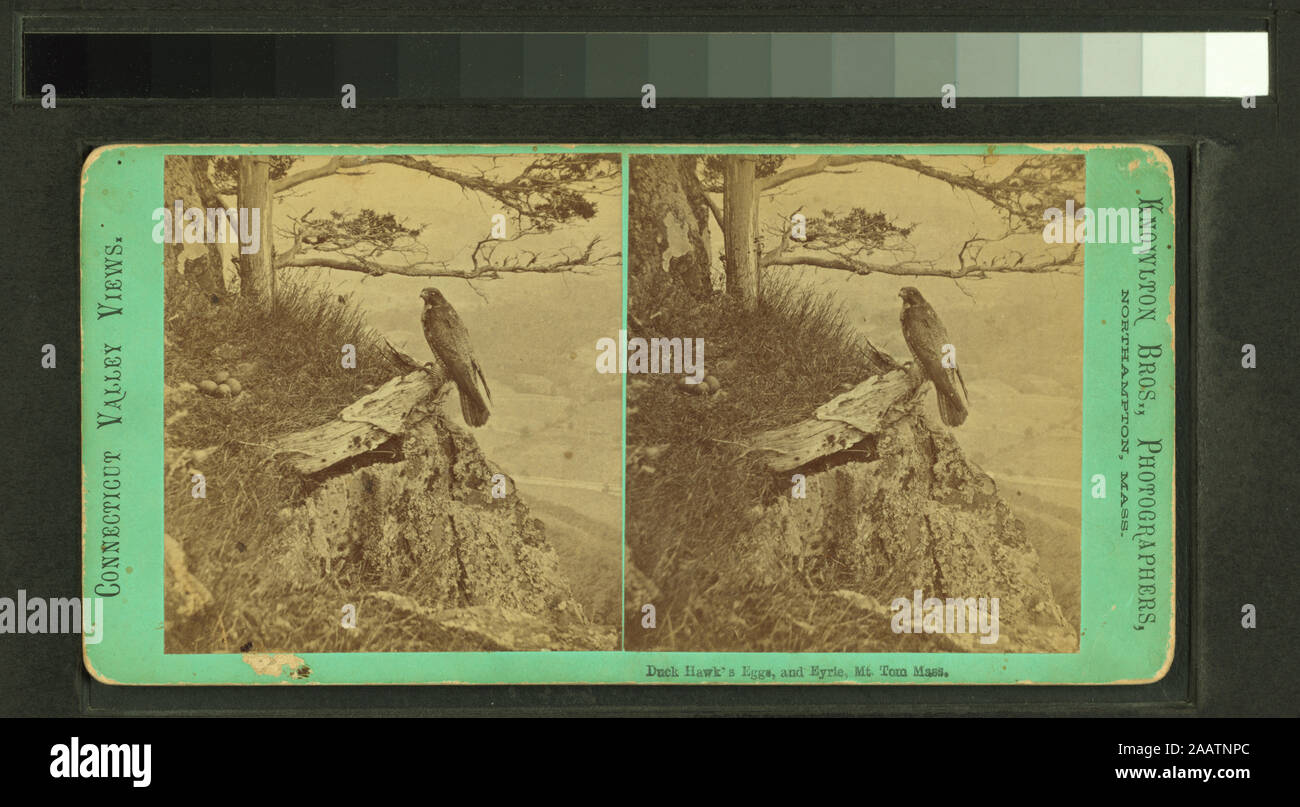 Duck hawk's eggs and eyrie, Mt Tom, Mass Duck hawk's eggs and eyrie, Mt ...