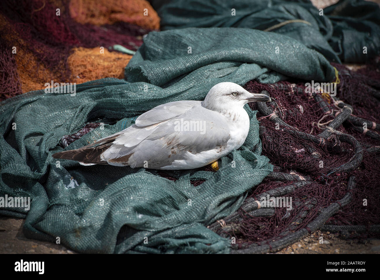 Young seagulls sit on fishing hi-res stock photography and images - Alamy