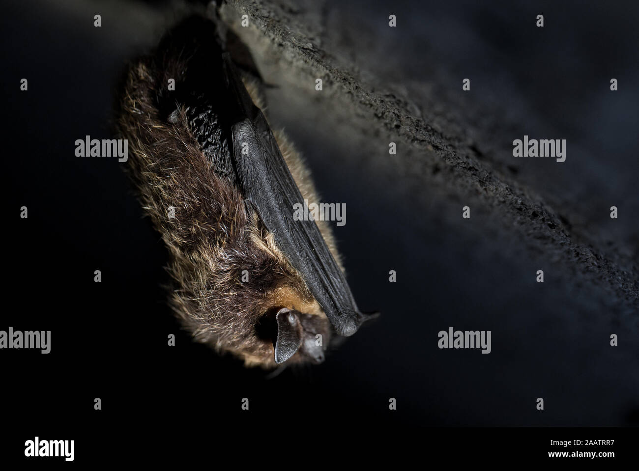 Northern bat hibernating in an old military bunker (Eptesicus nilssonii ...