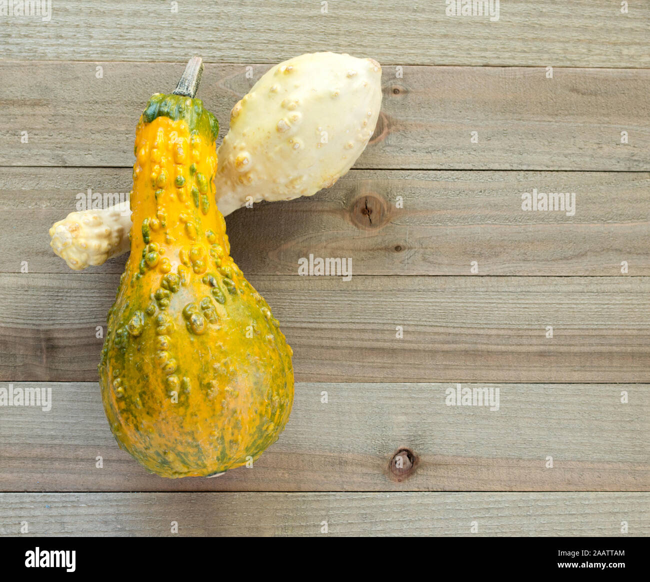 Bumpy gourds hi-res stock photography and images - Alamy