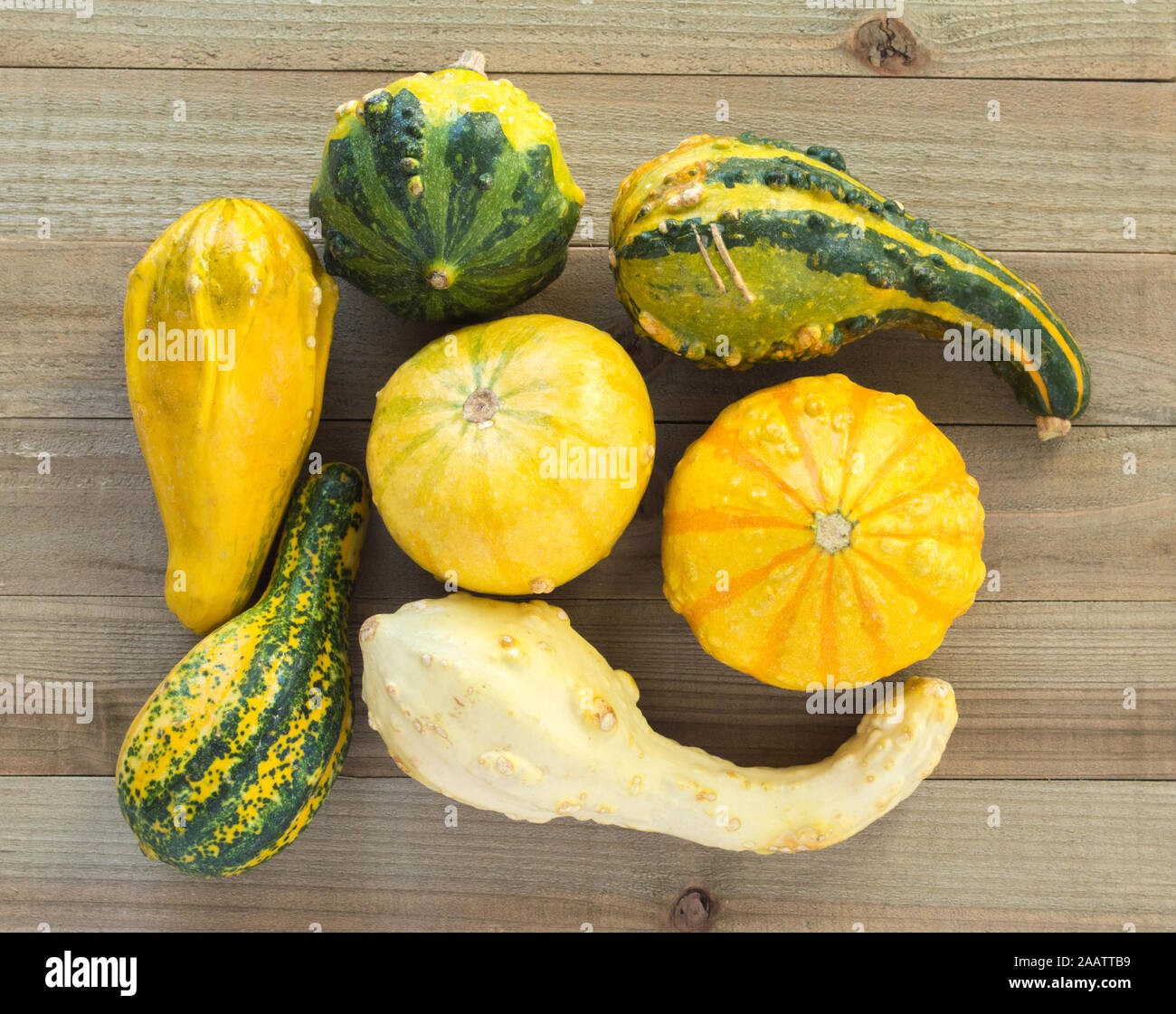 a group of colorful autumn gourds on a wood background viewed from ...