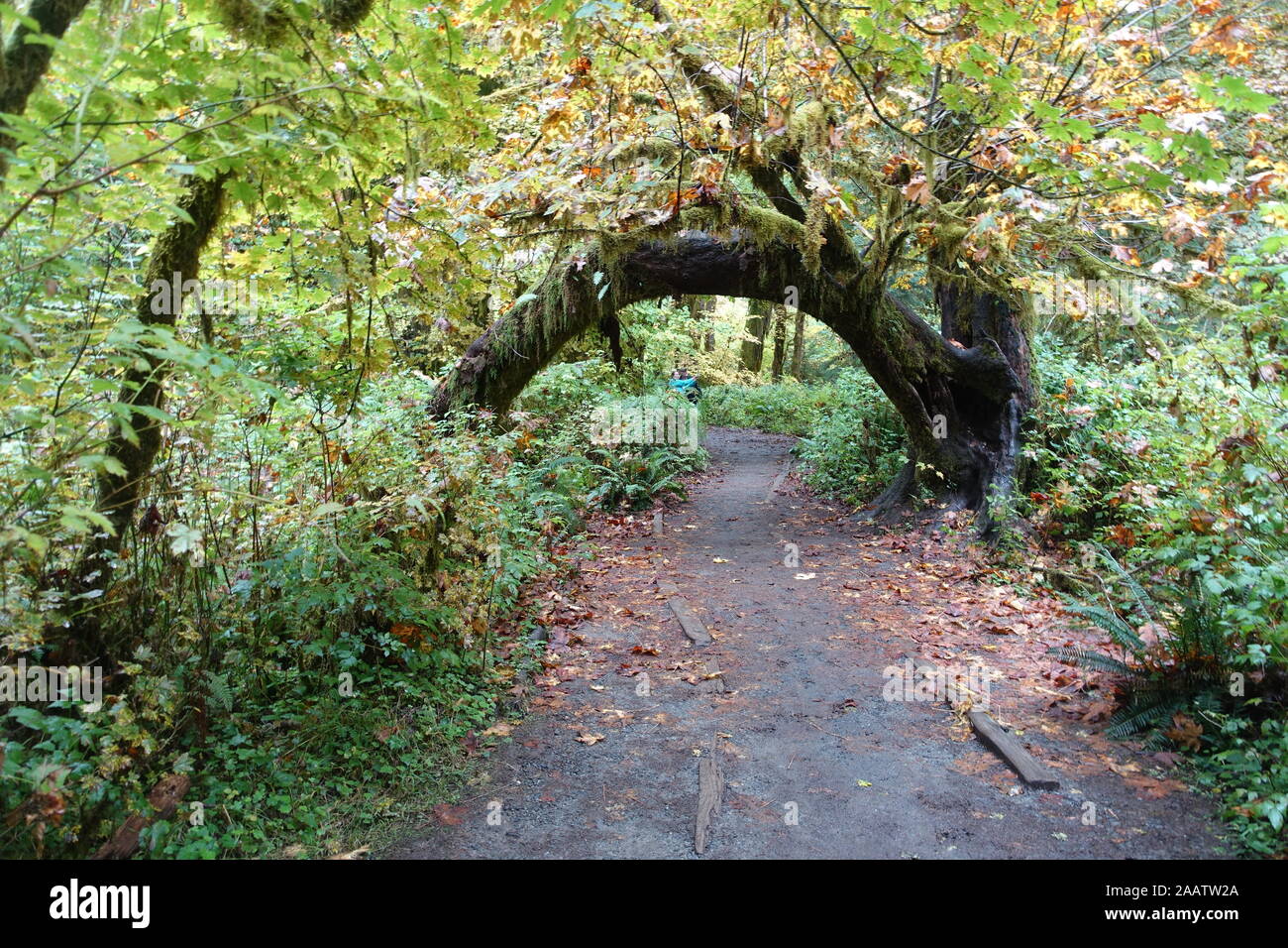 Hall of moss hi-res stock photography and images - Alamy