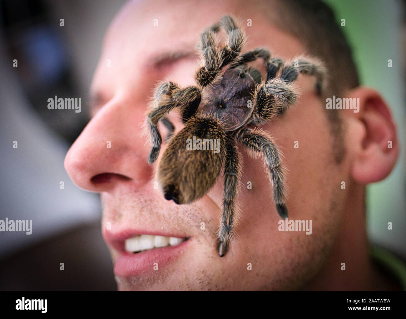 Australian Bird Eating Spiders