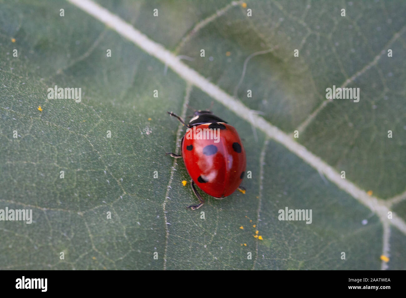 Macro of ladybug on a blade of grass in the morning sun Ladybug - bug ...