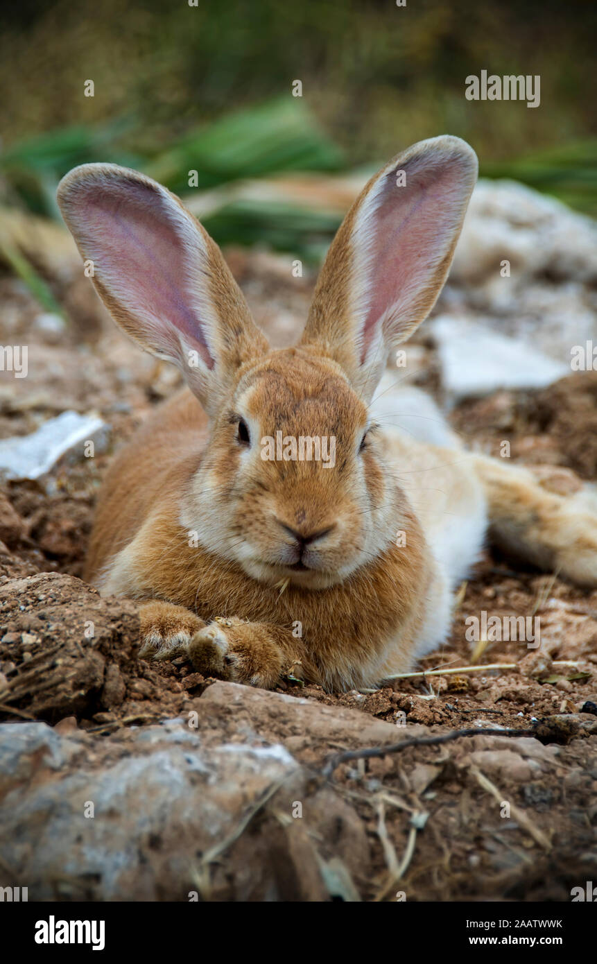 Really cute animals hi-res stock photography and images - Alamy