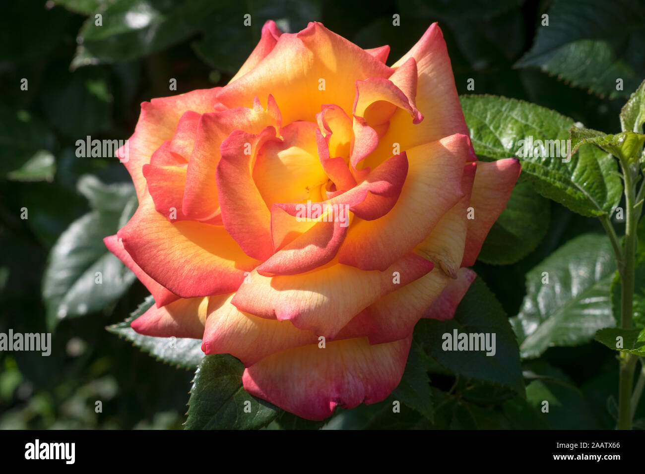 Detailed capture of a multi colored rose in an urban garden Stock Photo ...