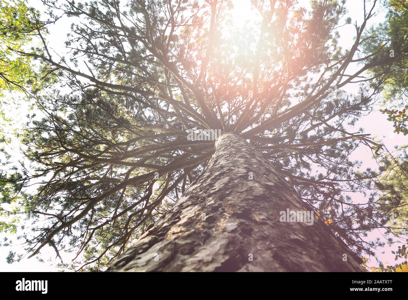 Forest trees. nature green wood sunlight backgrounds Stock Photo - Alamy