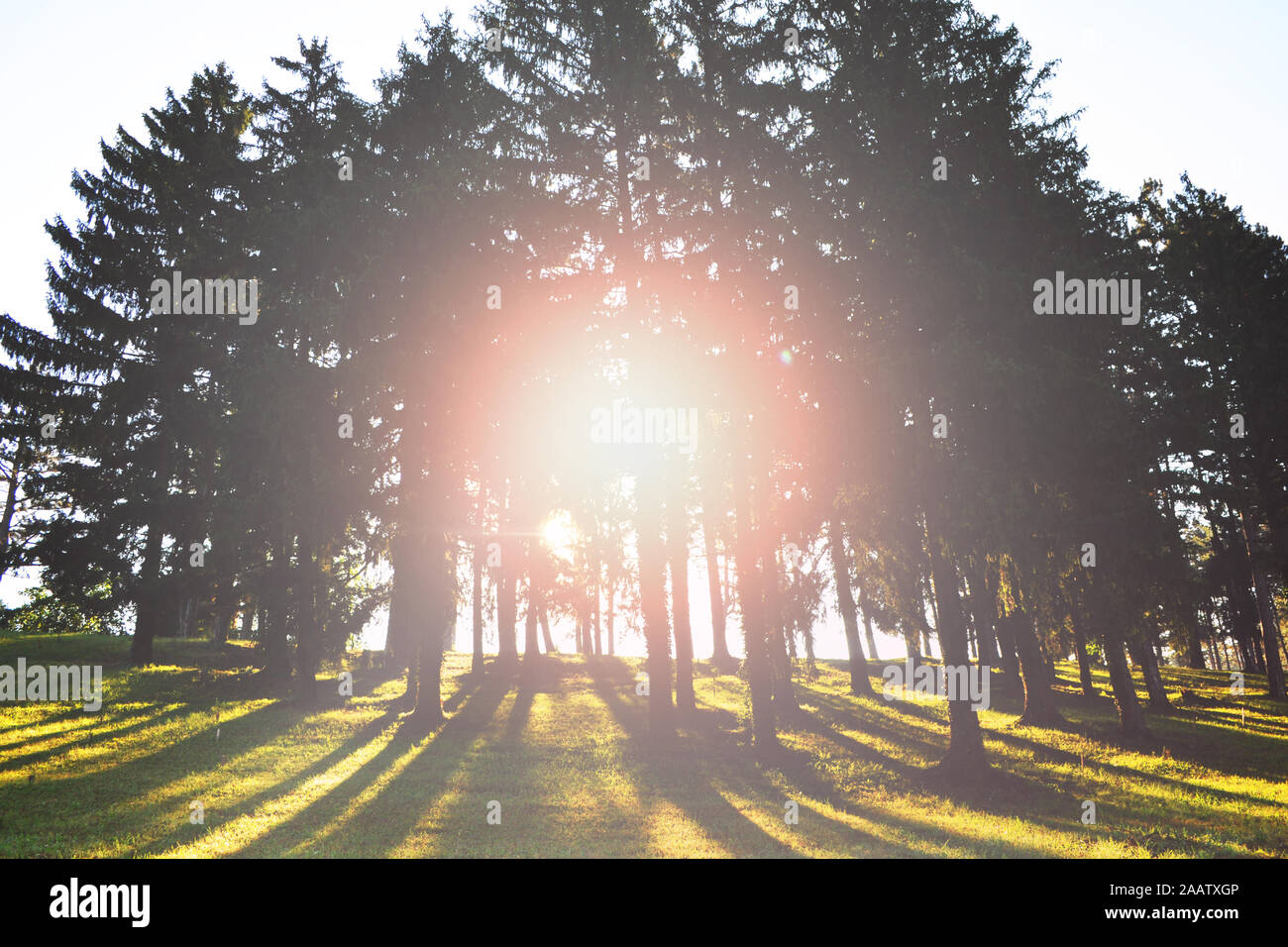 Forest trees. nature green wood sunlight backgrounds Stock Photo - Alamy