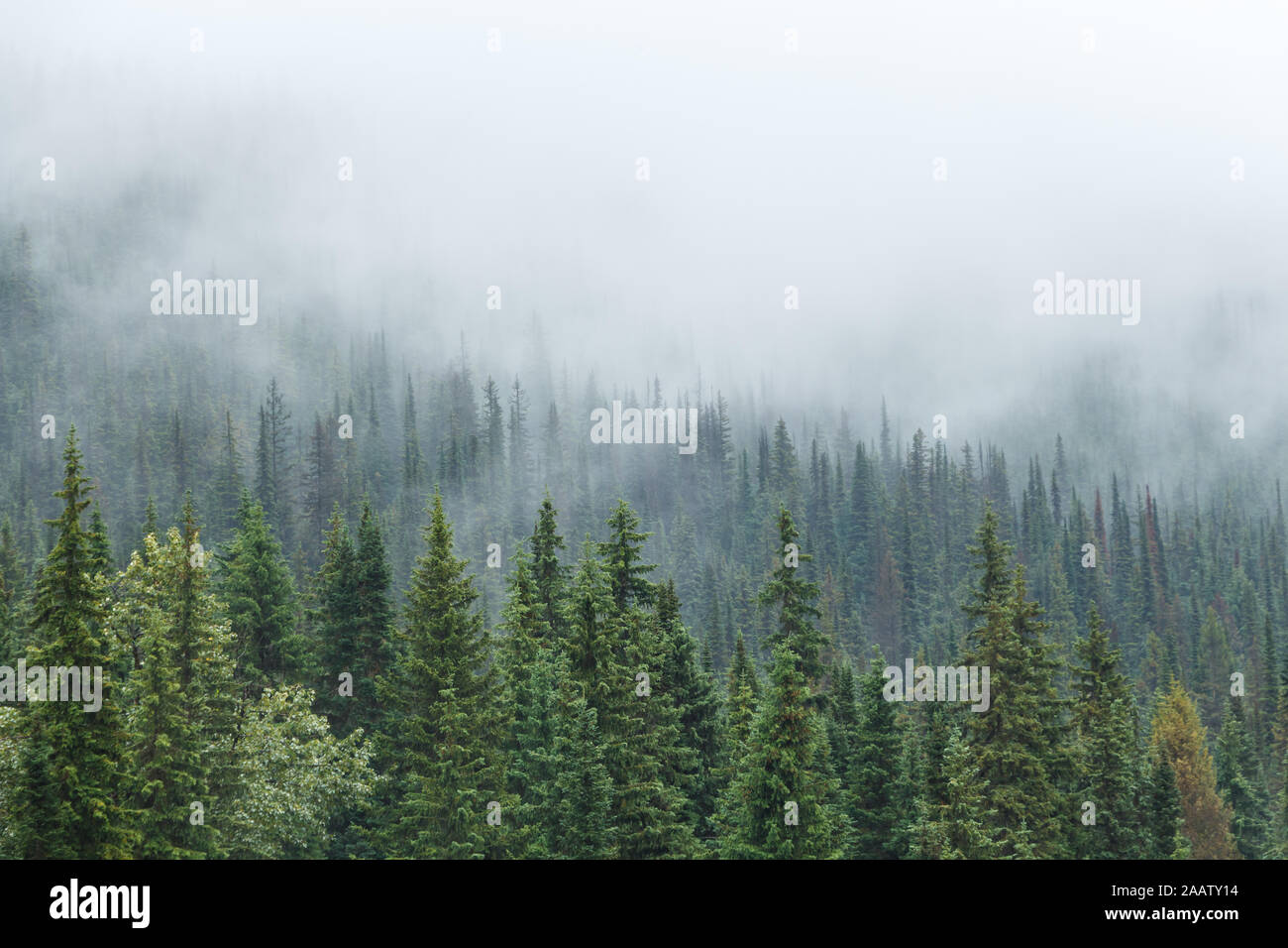 Green trees with mist or fog descending Stock Photo - Alamy
