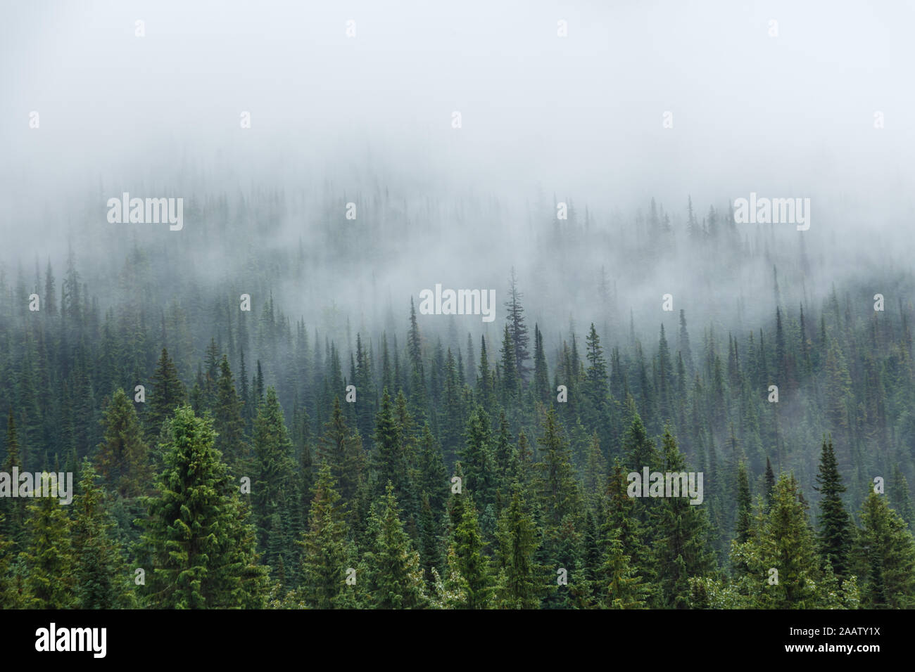 Mist pine trees hi-res stock photography and images - Alamy