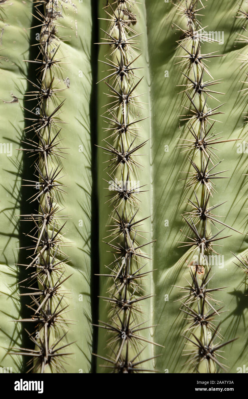 Cactus up close hi-res stock photography and images - Alamy