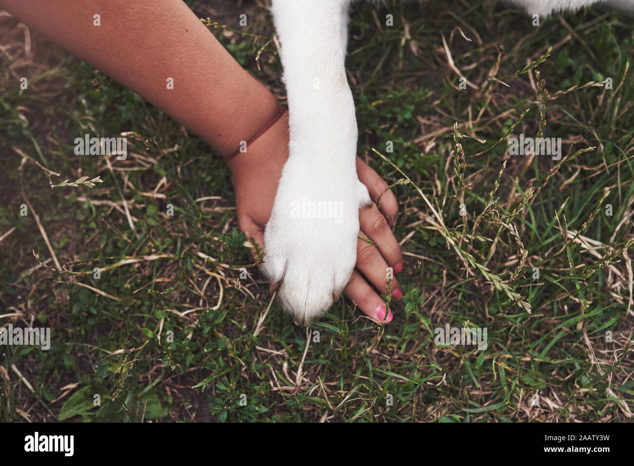 Friendship between human and dog - shaking hand and paw Stock Photo - Alamy