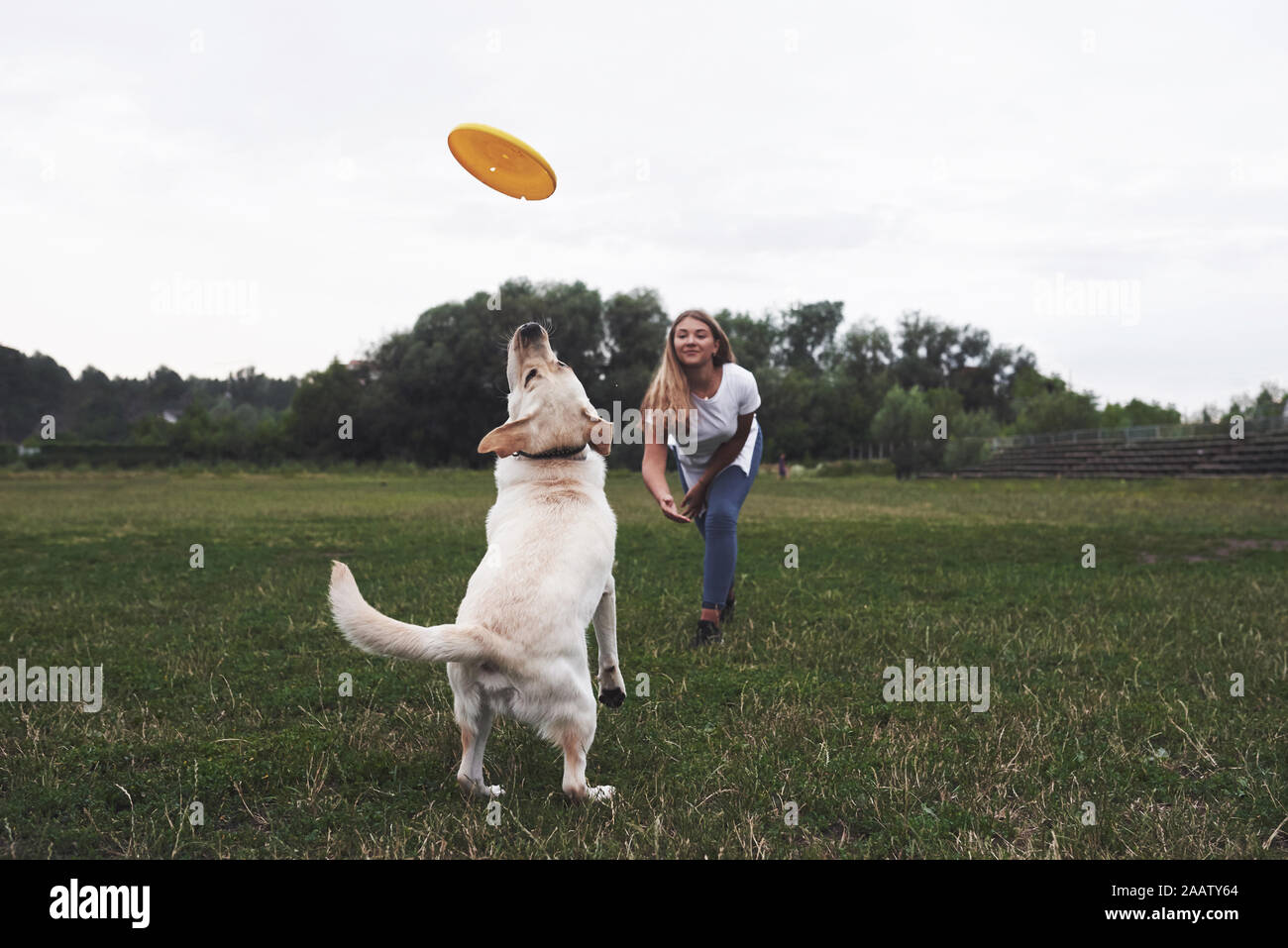 Black labrador with frisbee hi-res stock photography and images - Alamy