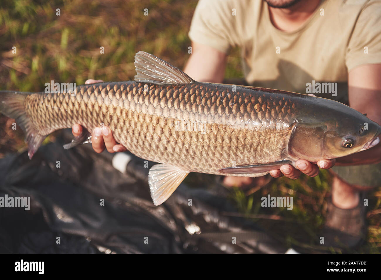 A large carp just caught by experienced fishermen. The trophy fish ...