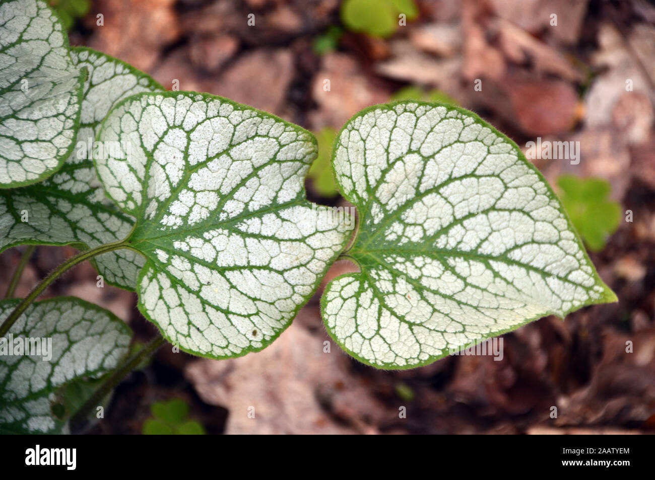 Variegated Siberian bugloss (Brunnera macrophylla) Leaves grown in a ...